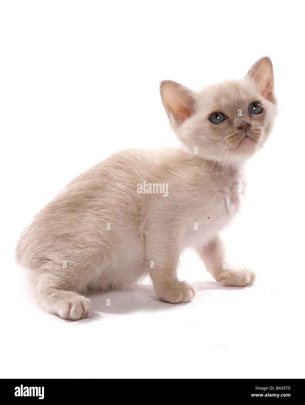 Burmese cat cream hi-res stock photography and images - Alamy