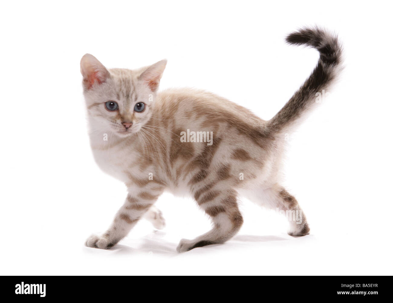 Blue eyed Snow marbled Bengal Standing Portrait Studio Stock Photo - Alamy