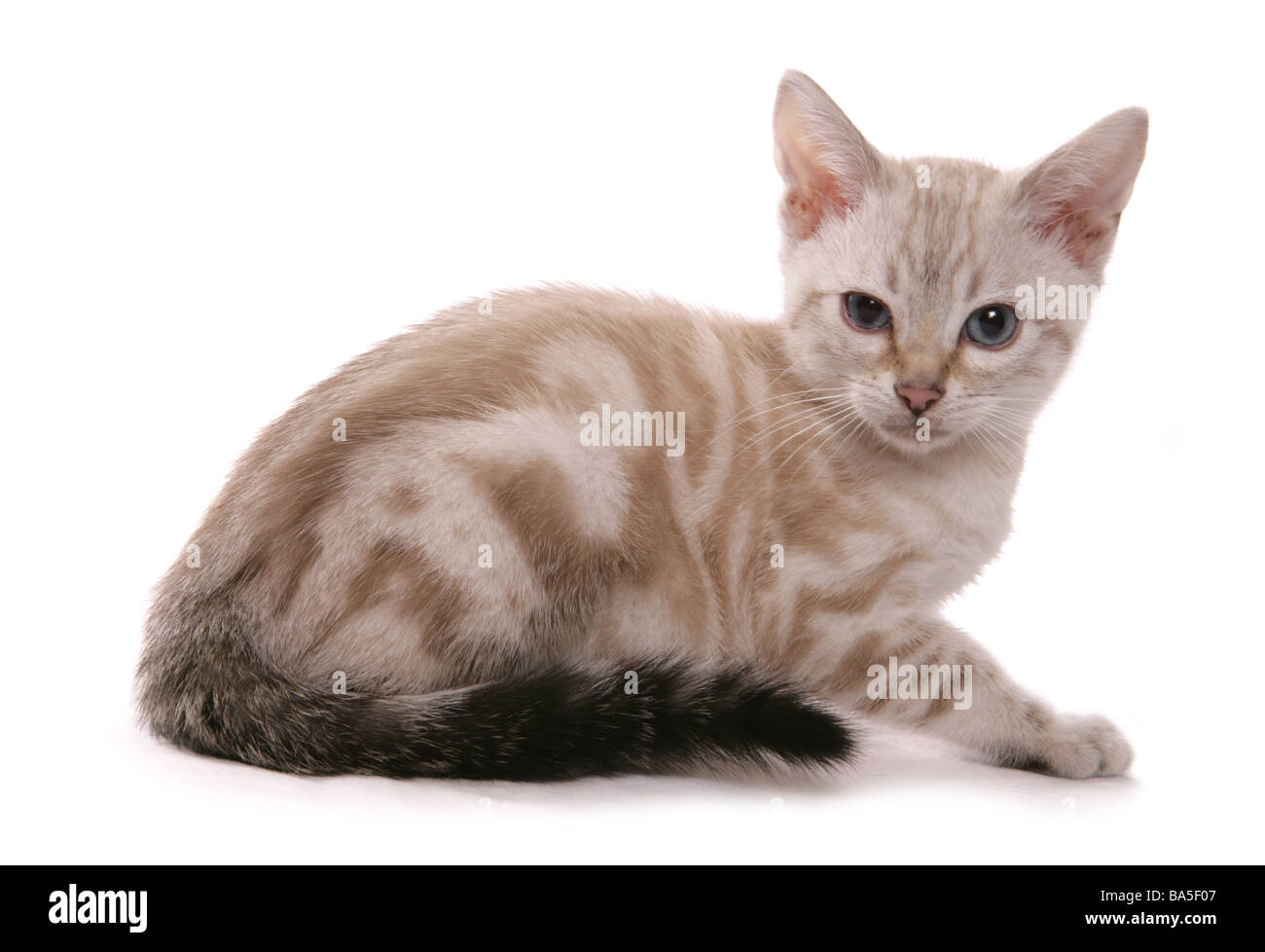 Marble Bengal With Blue Eyes