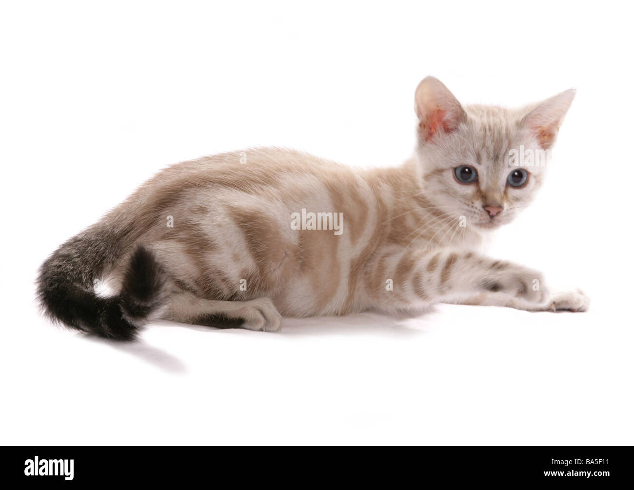 Blue eyed Snow marbled Bengal laying Portrait Studio Stock Photo - Alamy