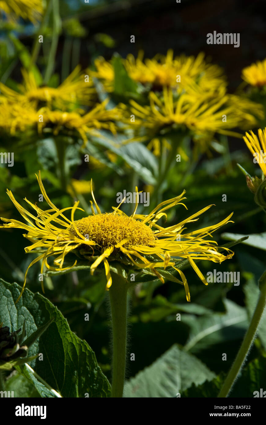 Yellow inula flower Stock Photo - Alamy