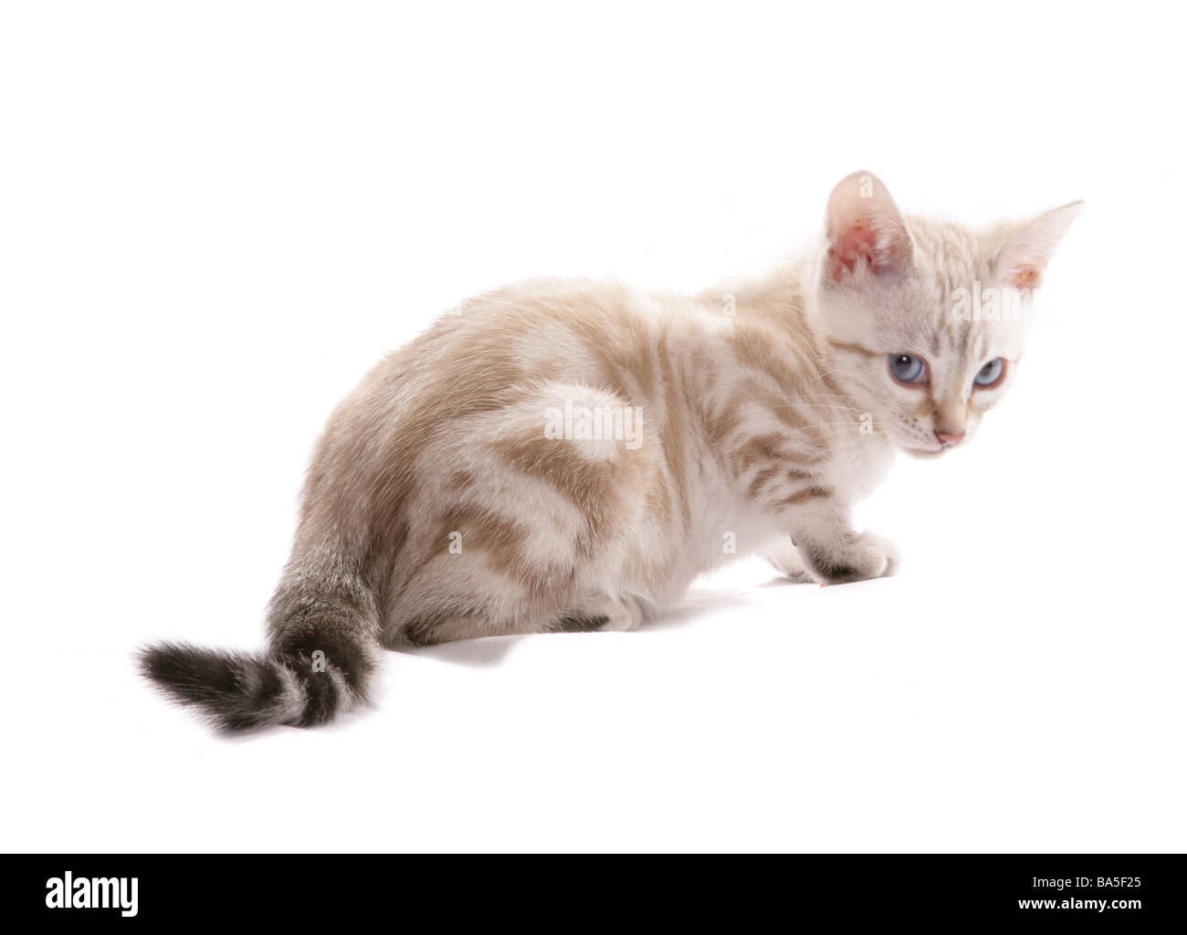 Blue eyed Snow marbled Bengal Sitting Portrait Studio Stock Photo - Alamy
