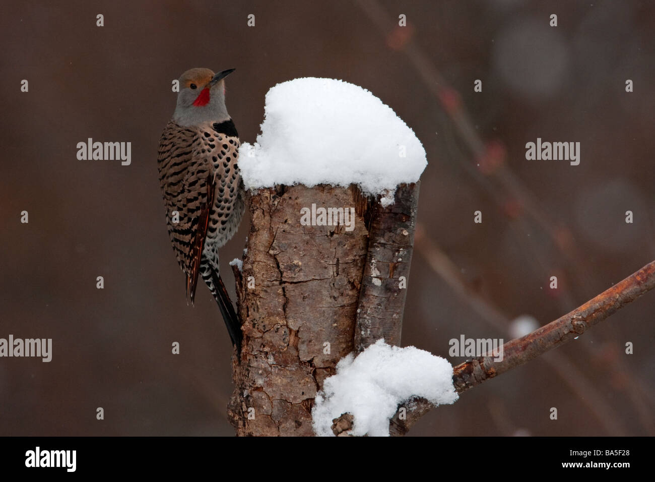Northern Flicker Colaptes auratus perched on tree stump eating snow in ...