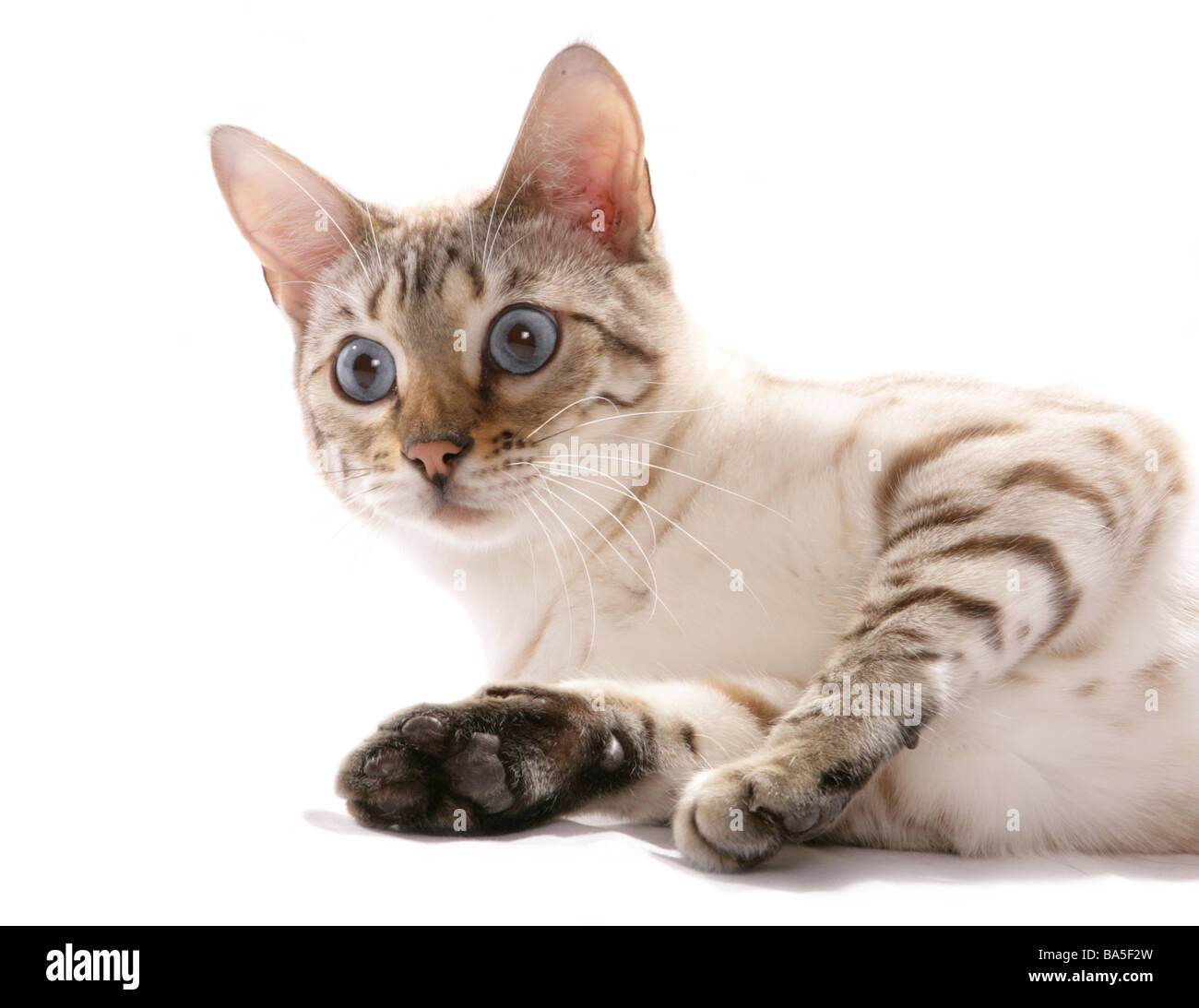 Bengal cat adult domestic hi-res stock photography and images - Alamy