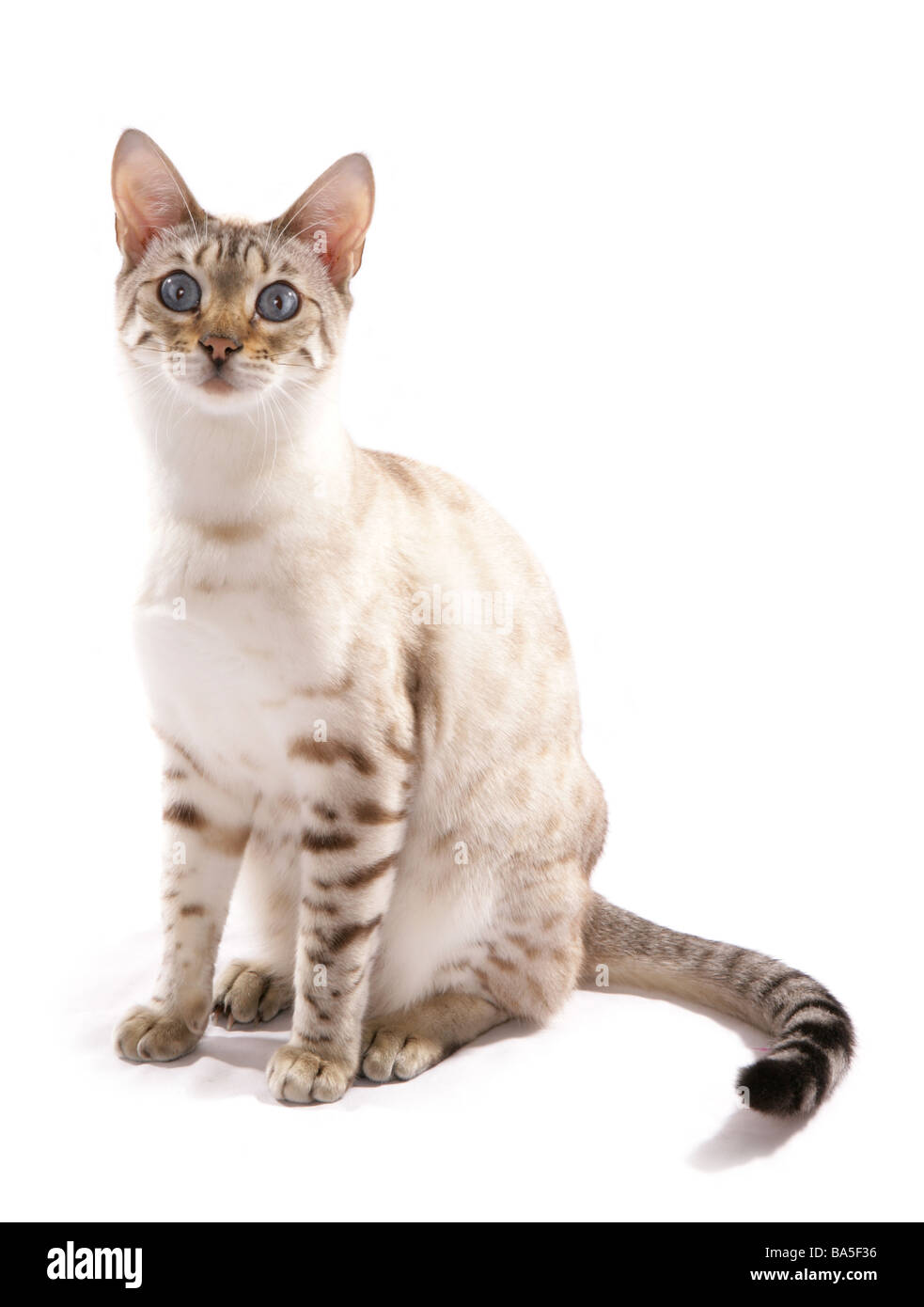 Bengal cat adult domestic hi-res stock photography and images - Alamy