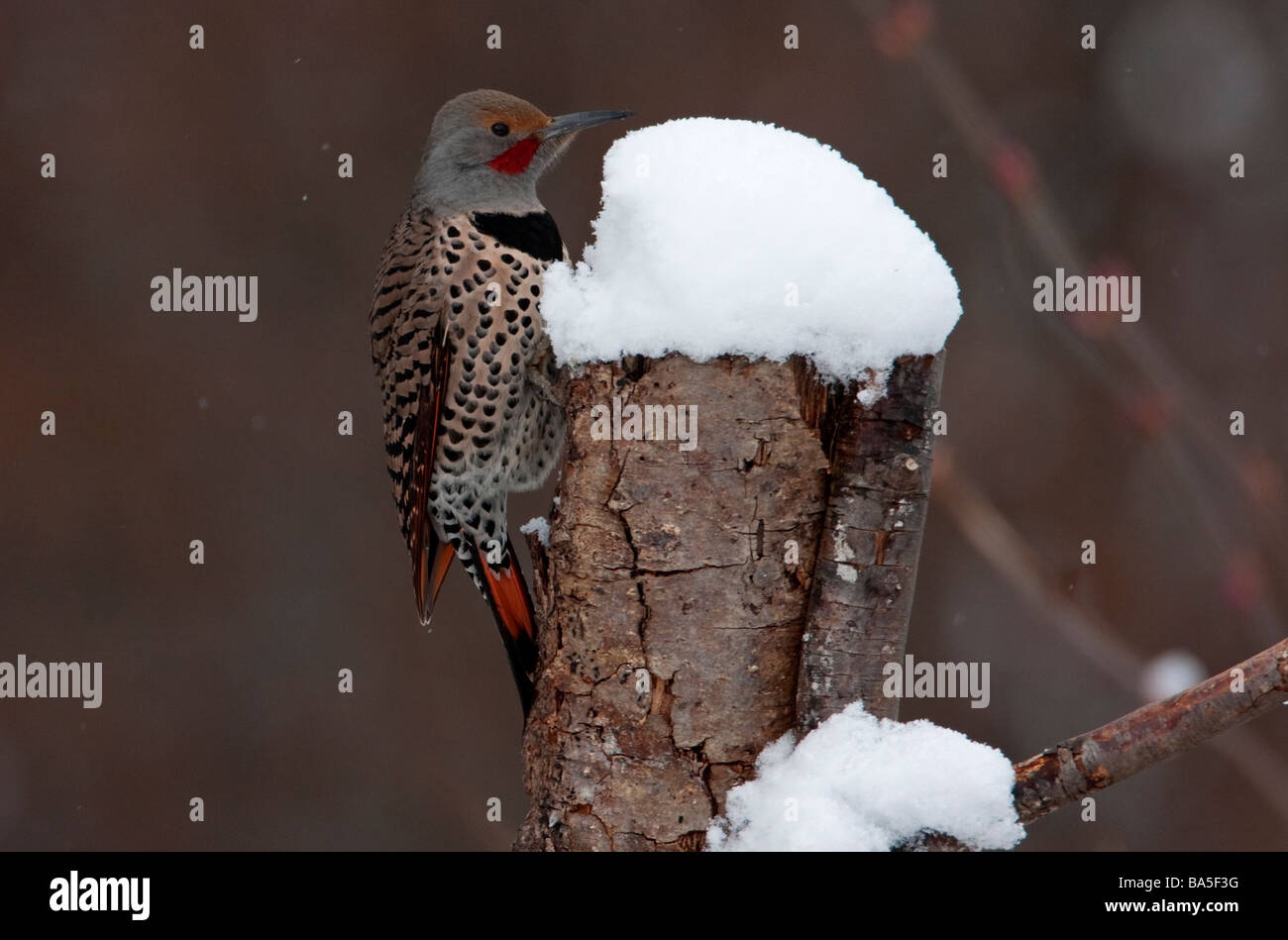 Vancouver island northern flicker hi-res stock photography and images ...