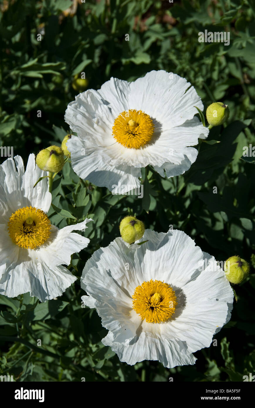 White Papaver, Poppy plants Stock Photo - Alamy