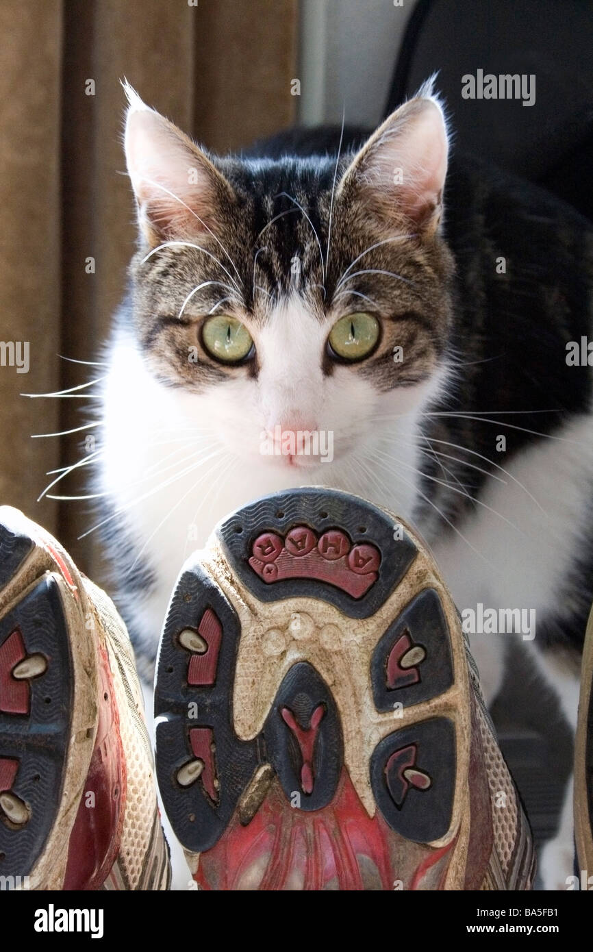 Tabby cat with running shoes Stock Photo - Alamy