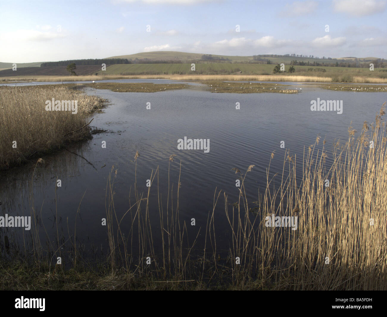 Loch Kinnordy RSPB reserve Scotland Stock Photo - Alamy