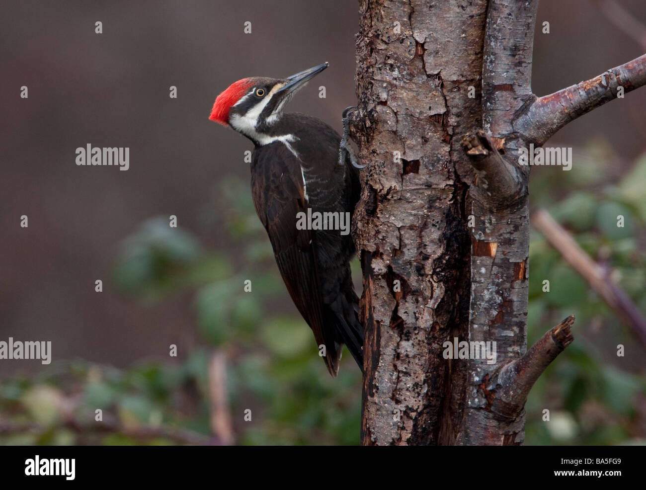 Pileated Woodpecker Dryocopus Pileatus Searching For Bugs In Tree Trunk