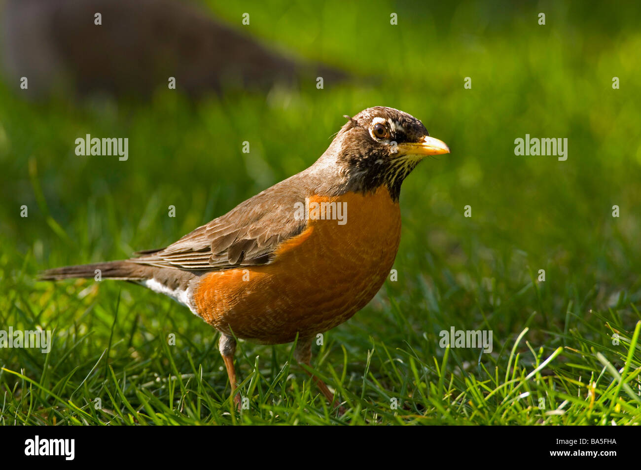 American Robin foraging in green grass Stock Photo - Alamy