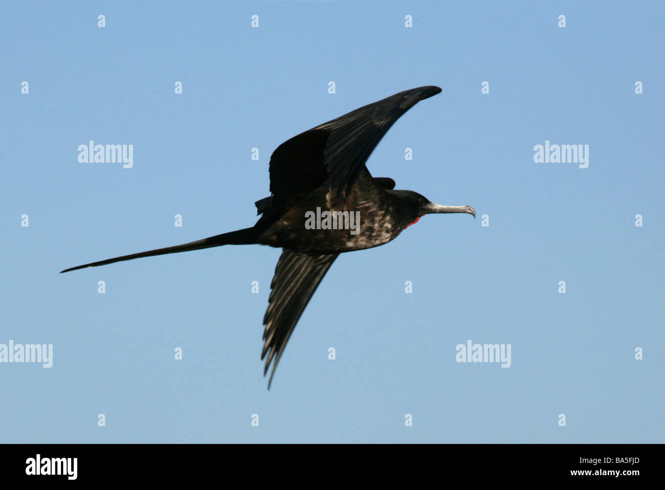 Magnificent Frigatebird, Fregata magnificens, Fregatidae Stock Photo ...