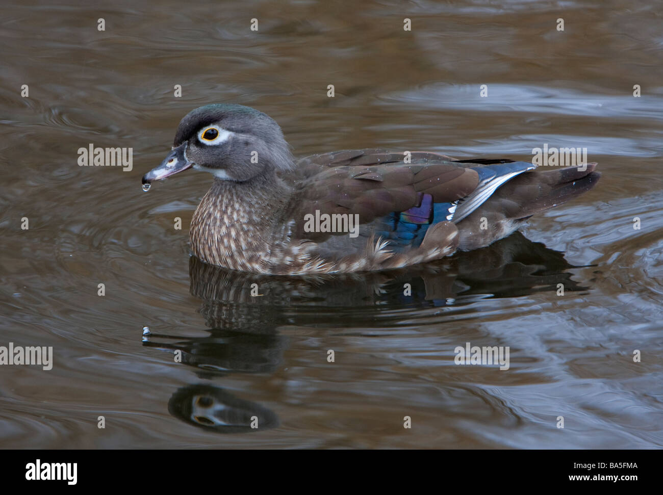 Wood Duck Aix sponsa female at Kings Pond Victoria Vancouver Island BC ...