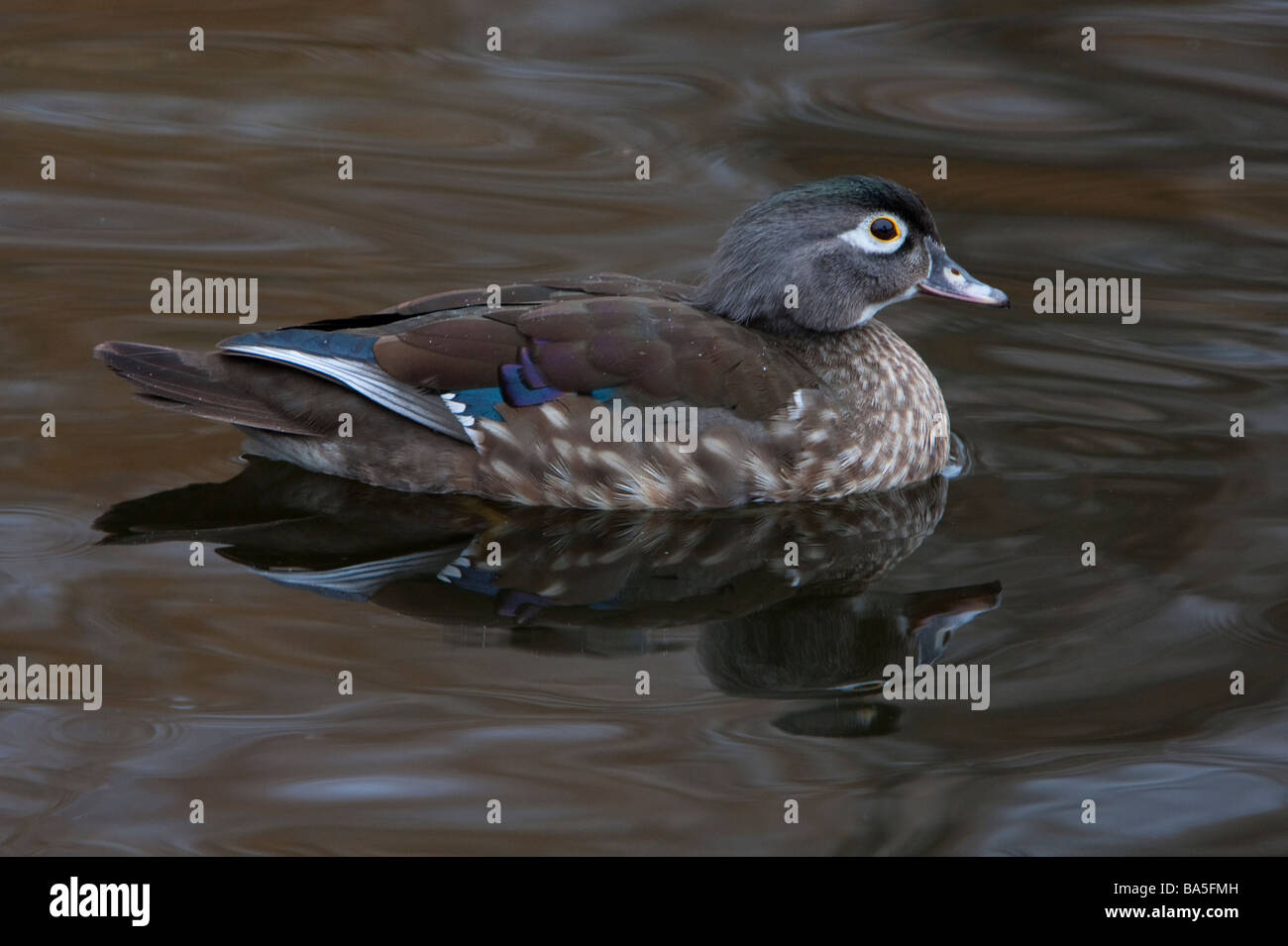 Wood Duck Aix sponsa female at Kings Pond Victoria Vancouver Island BC ...