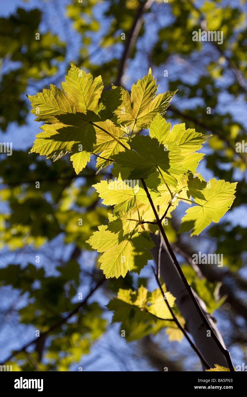Sycamore maple leaves hi-res stock photography and images - Alamy