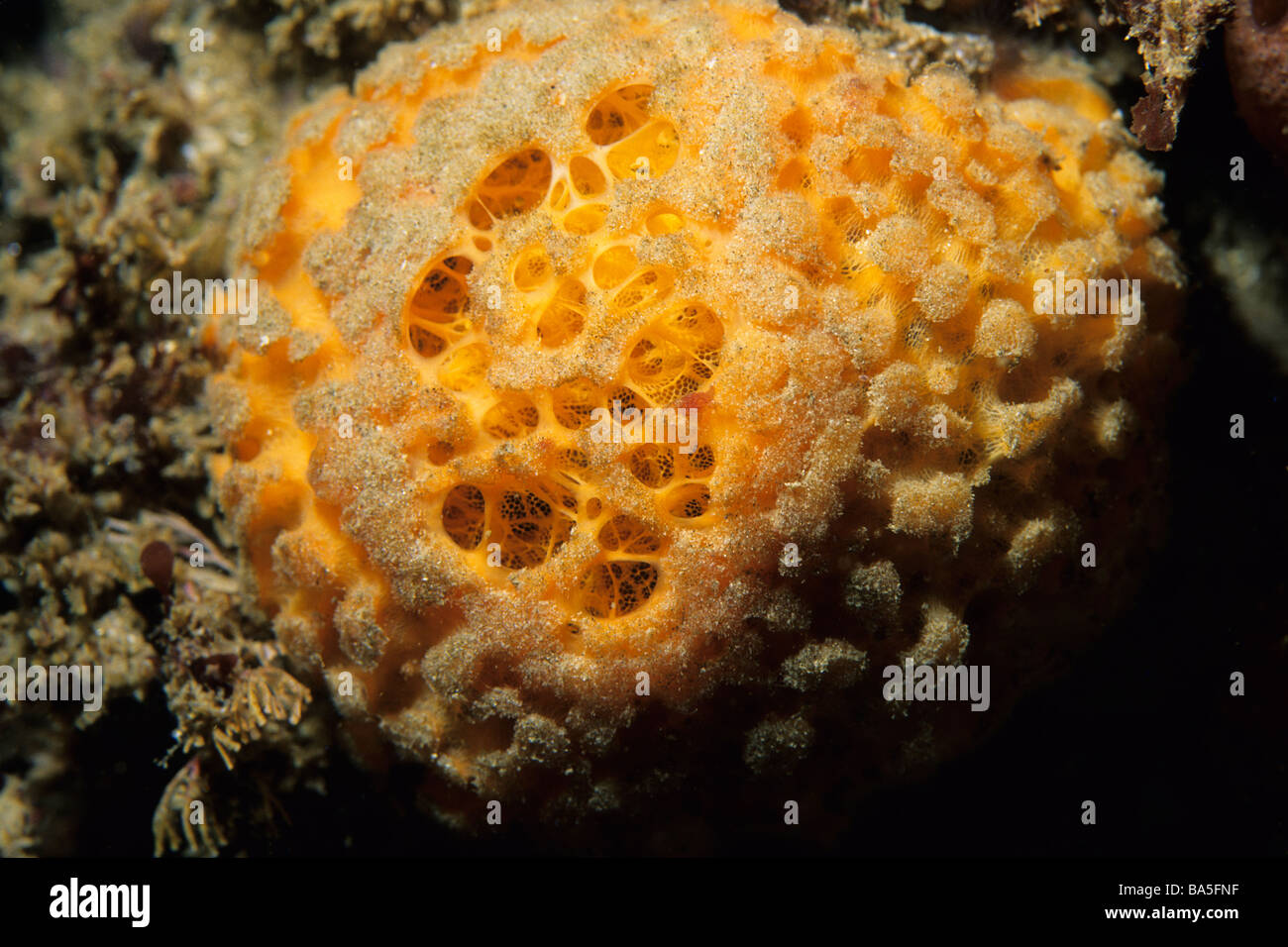 Orange Puffball Sponge (Tethya aurantia) in the California Channel ...