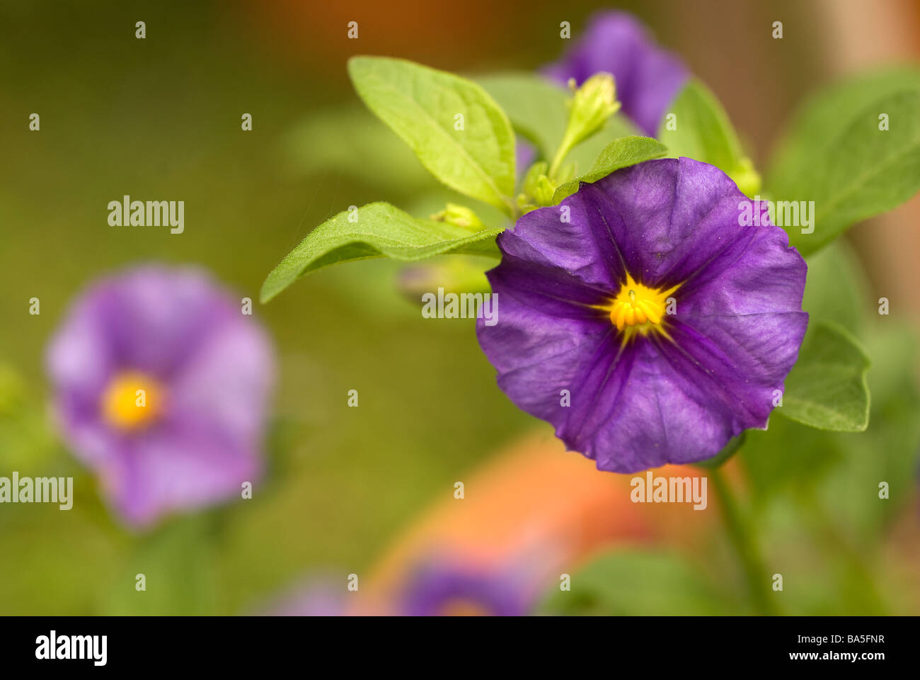 Solanum rantonnetii Royal Robe Blue Potato Bush, Solanaceeae Stock ...