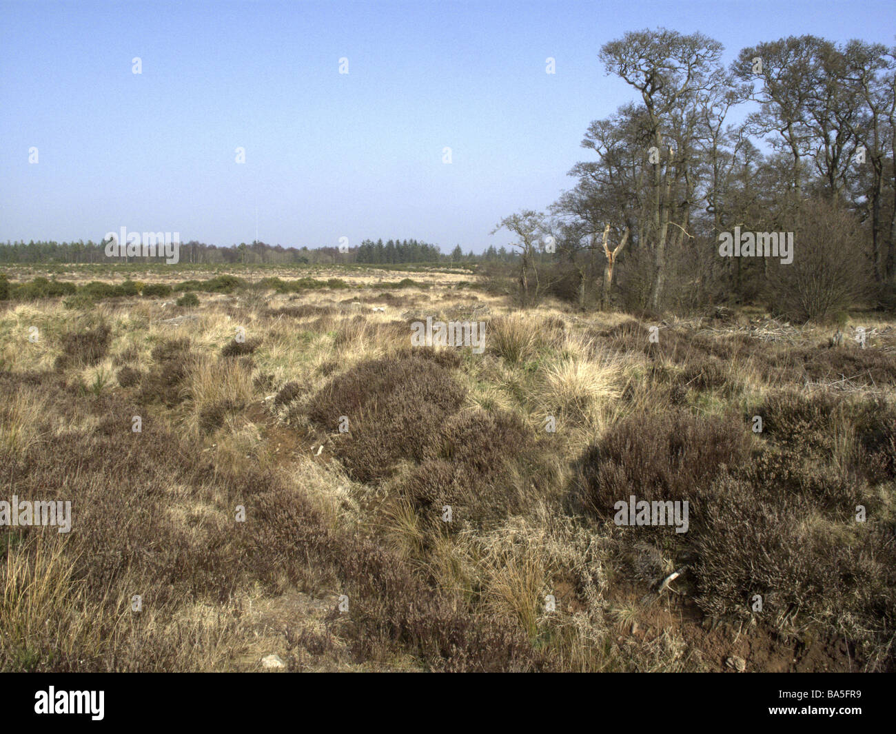 Montreathmont forest hi-res stock photography and images - Alamy