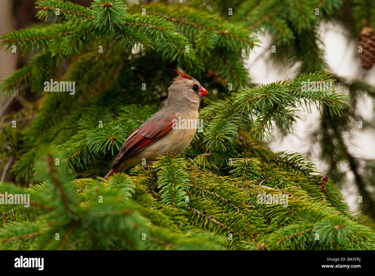 Cardinal in pine tree hi-res stock photography and images - Alamy