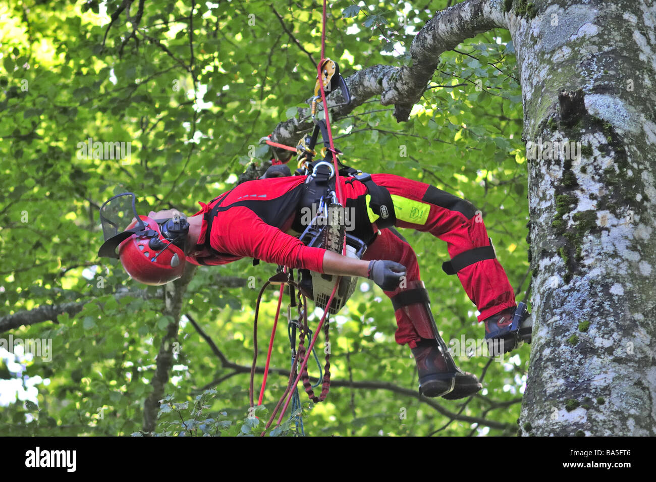 An injured logger dangling from a beech tree Stock Photo - Alamy