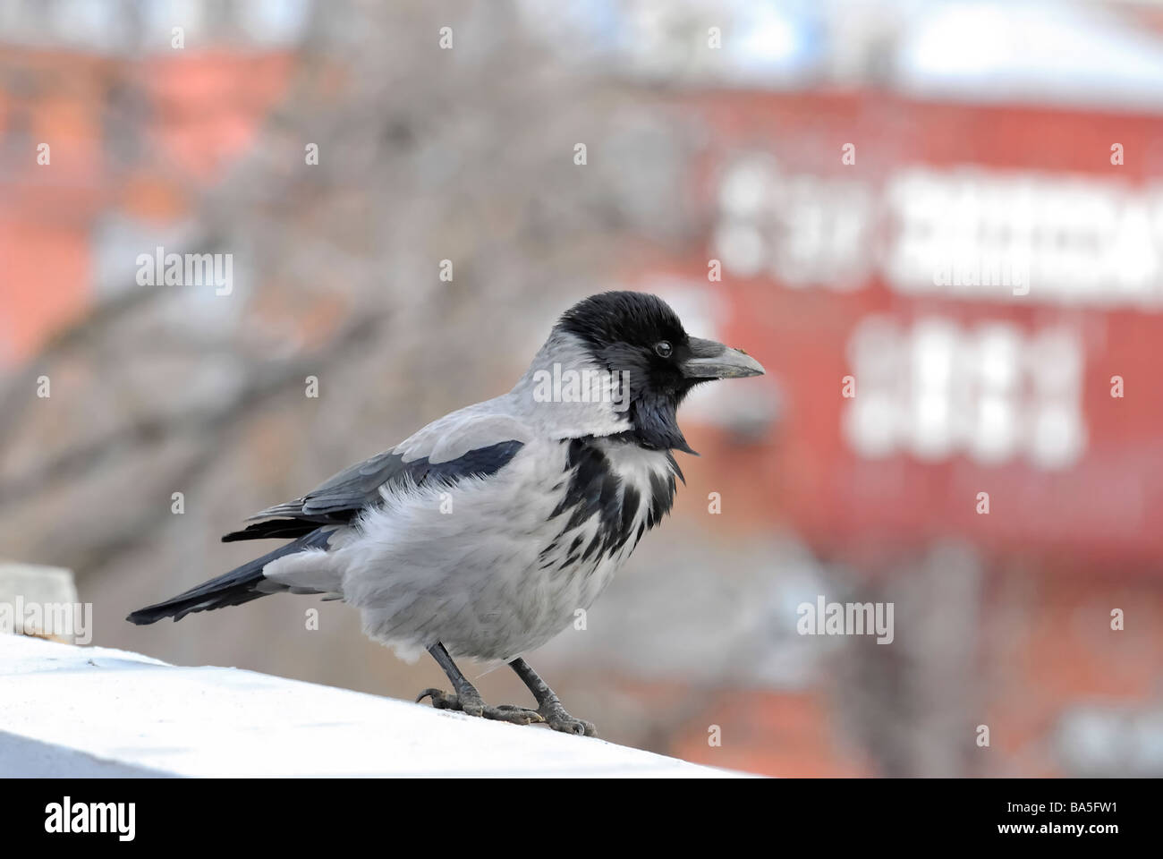 Raven bird ball hi-res stock photography and images - Alamy