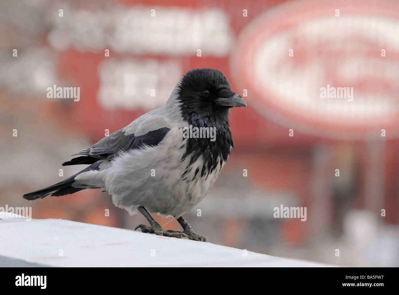 Grey stone bird hi-res stock photography and images - Alamy