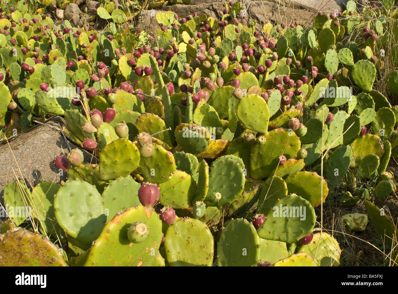 Barbary fig hi-res stock photography and images - Alamy