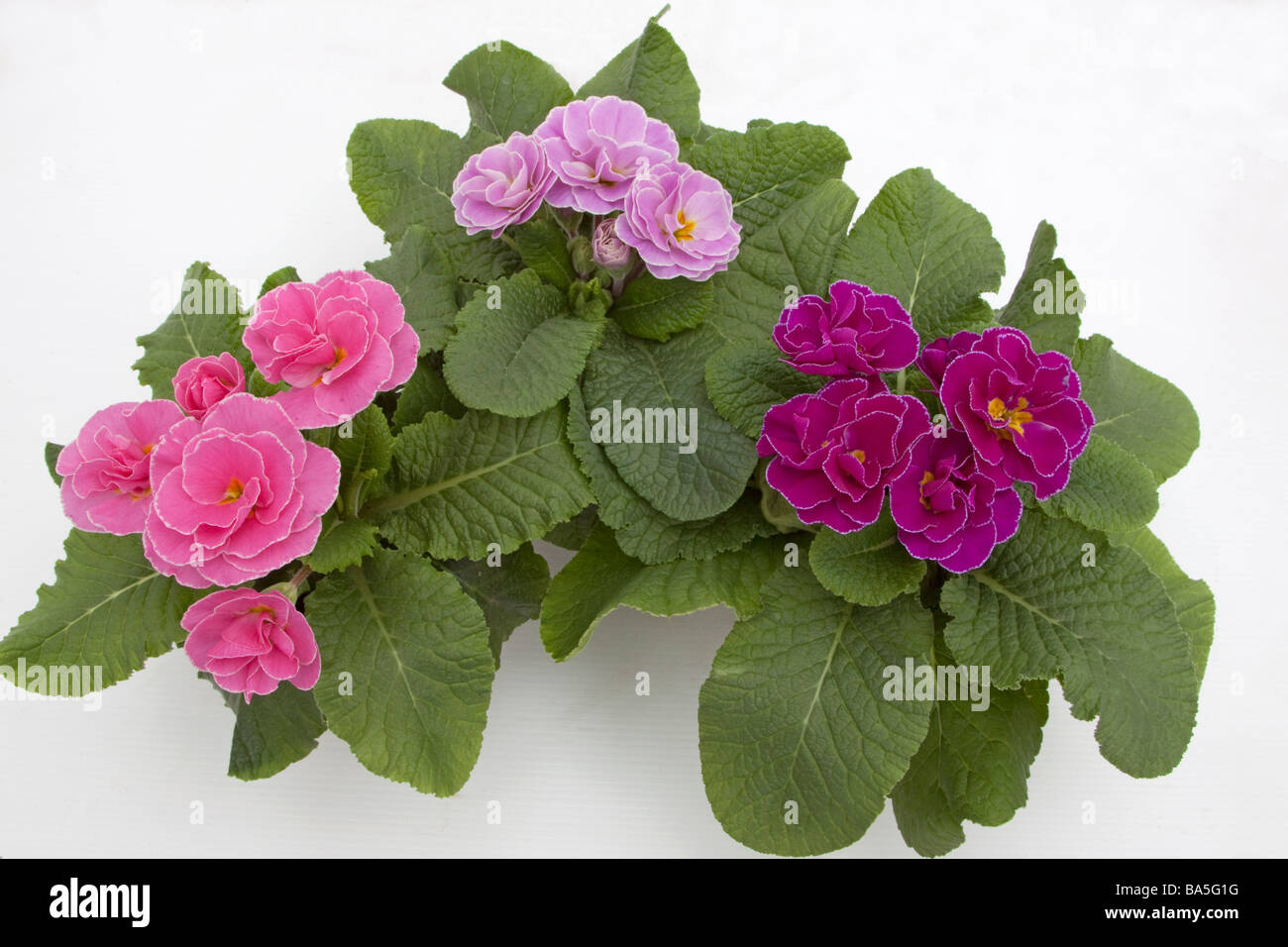 Three primula pot plants in different shades of pink Stock Photo - Alamy