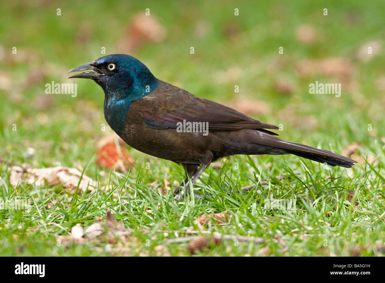 Common Grackle feeding in grass Stock Photo - Alamy