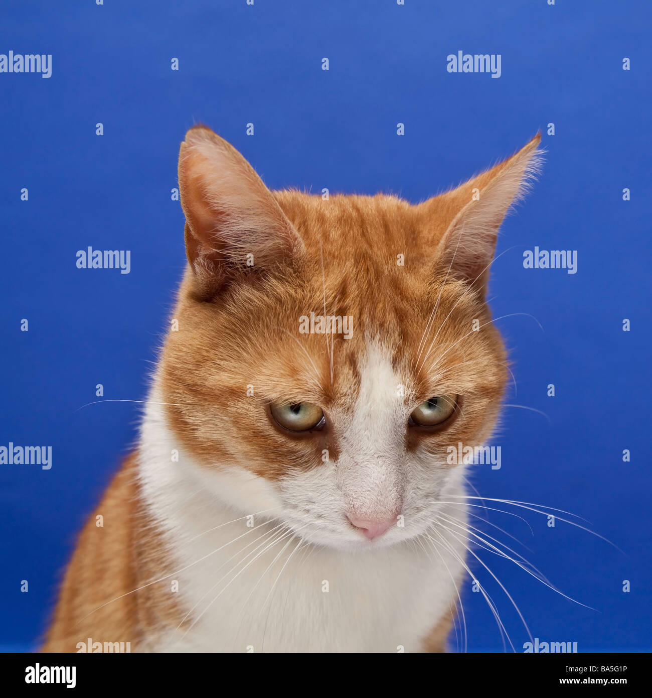 Ginger tom cat against a blue studio background Stock Photo - Alamy