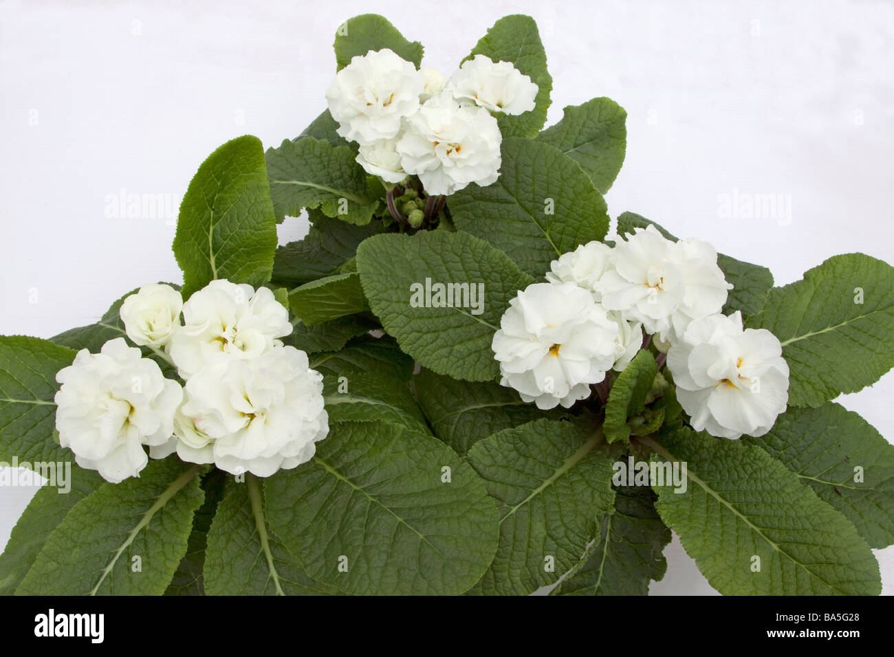 Three white primula pot plants Stock Photo - Alamy