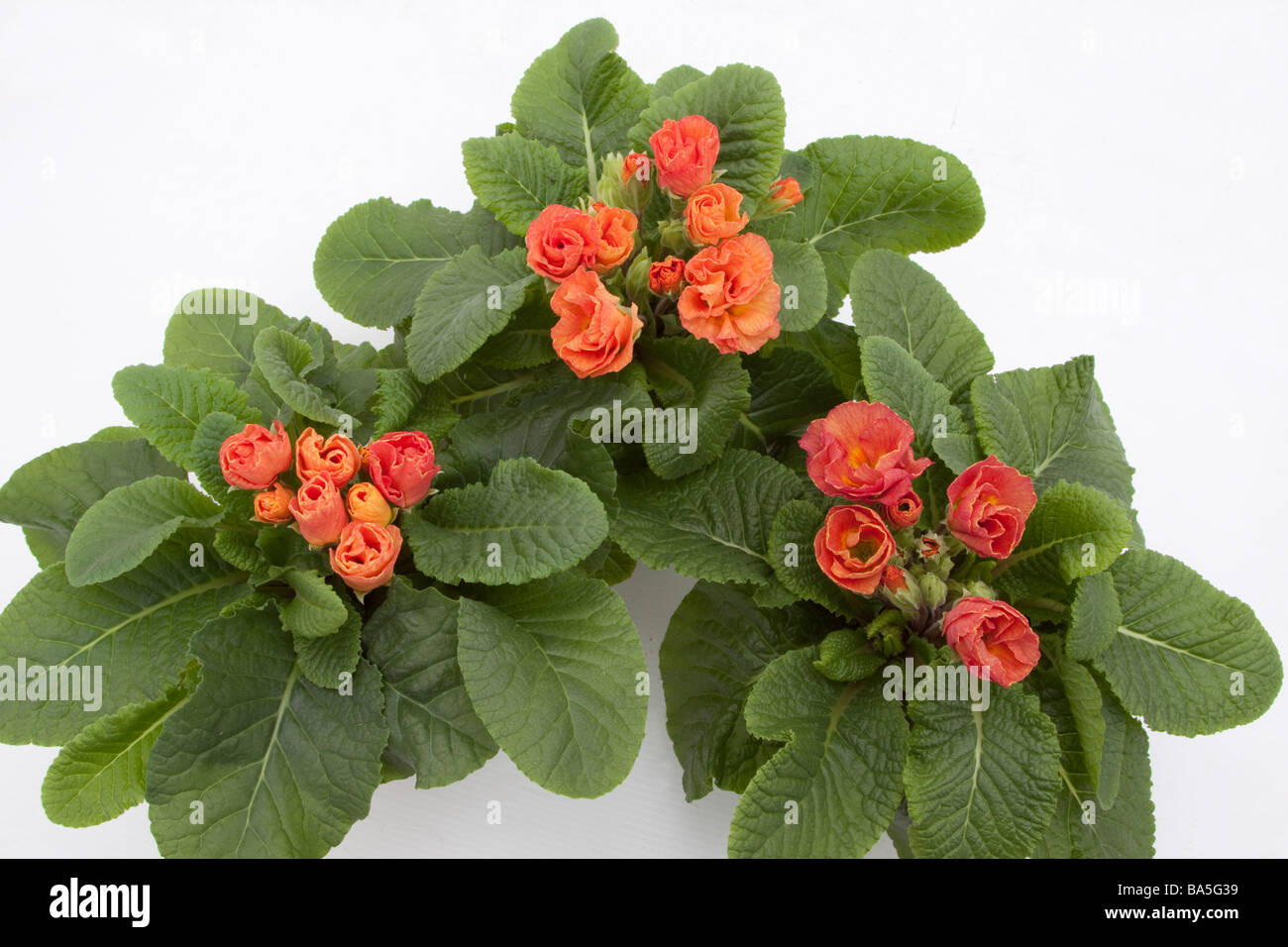 Three orange primula pot plants Stock Photo - Alamy
