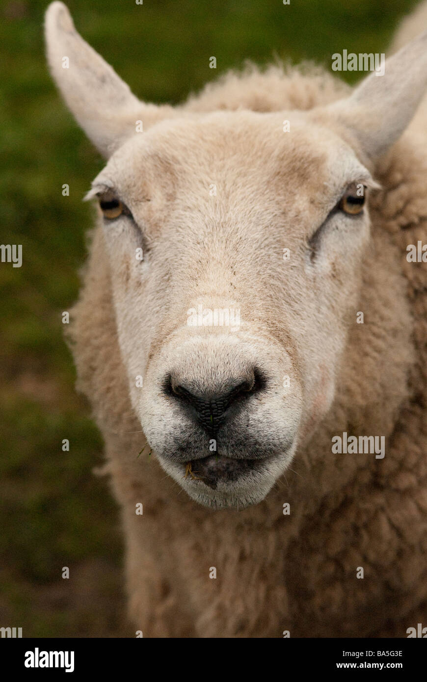 White face of sheep hi-res stock photography and images - Alamy