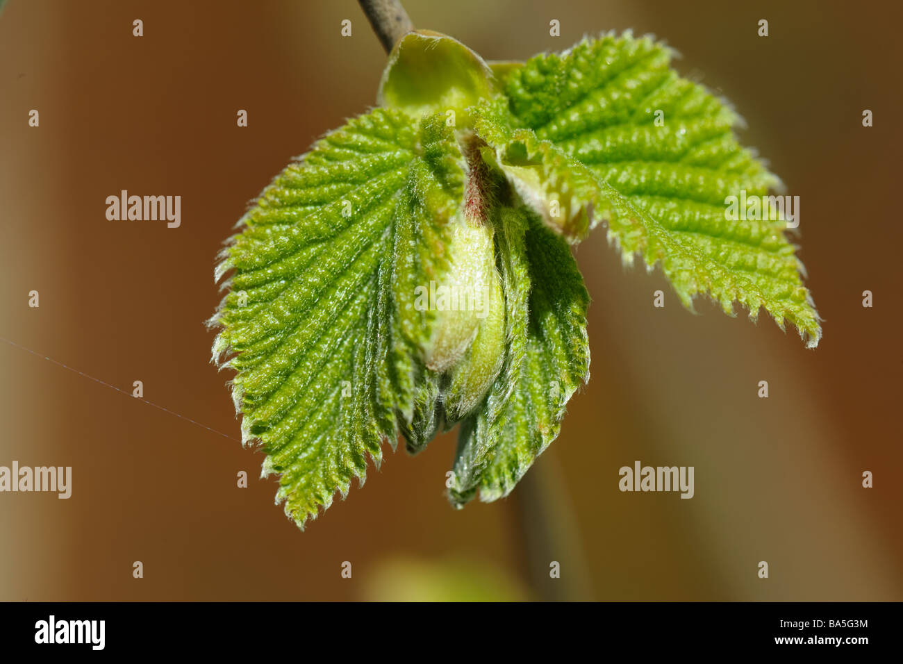 Glistening hazel leaves emerging from their bud Stock Photo - Alamy