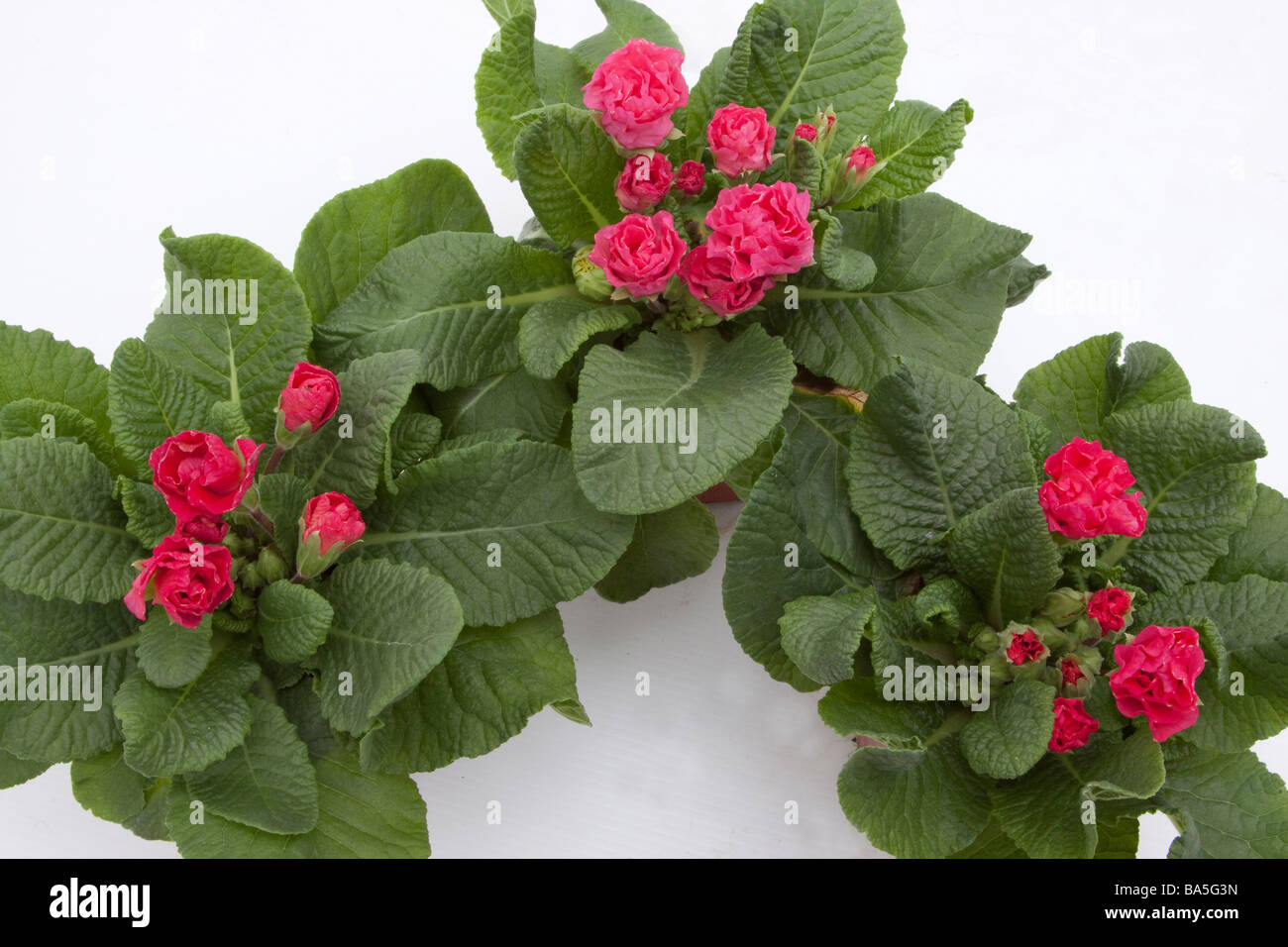 Three pink primula pot plants Stock Photo - Alamy