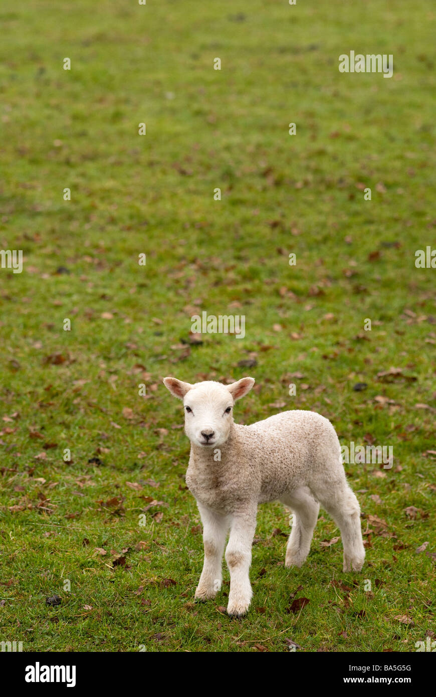 Lamb standing in a field looking at camera Stock Photo - Alamy