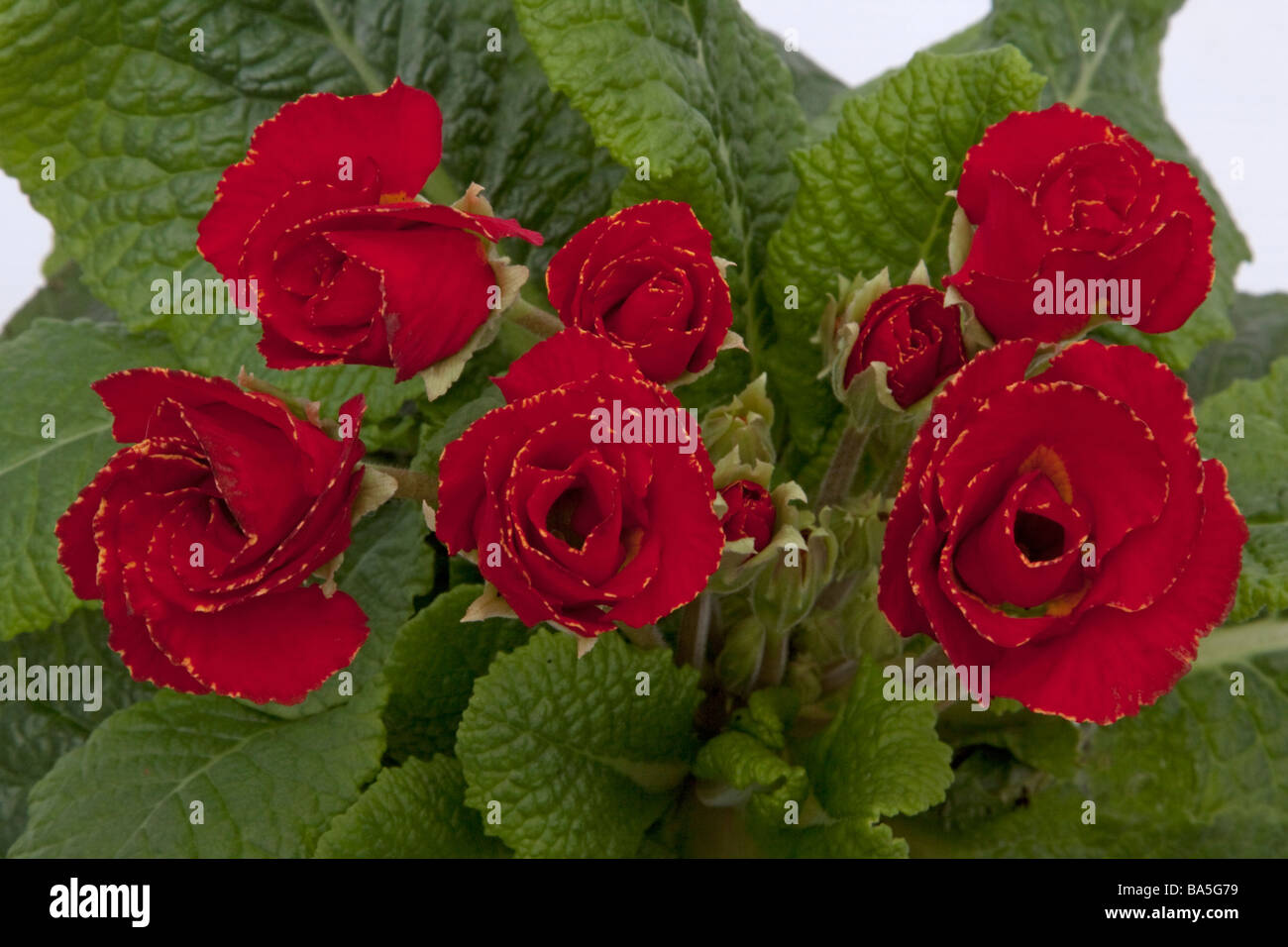 Edge of pot hi-res stock photography and images - Alamy