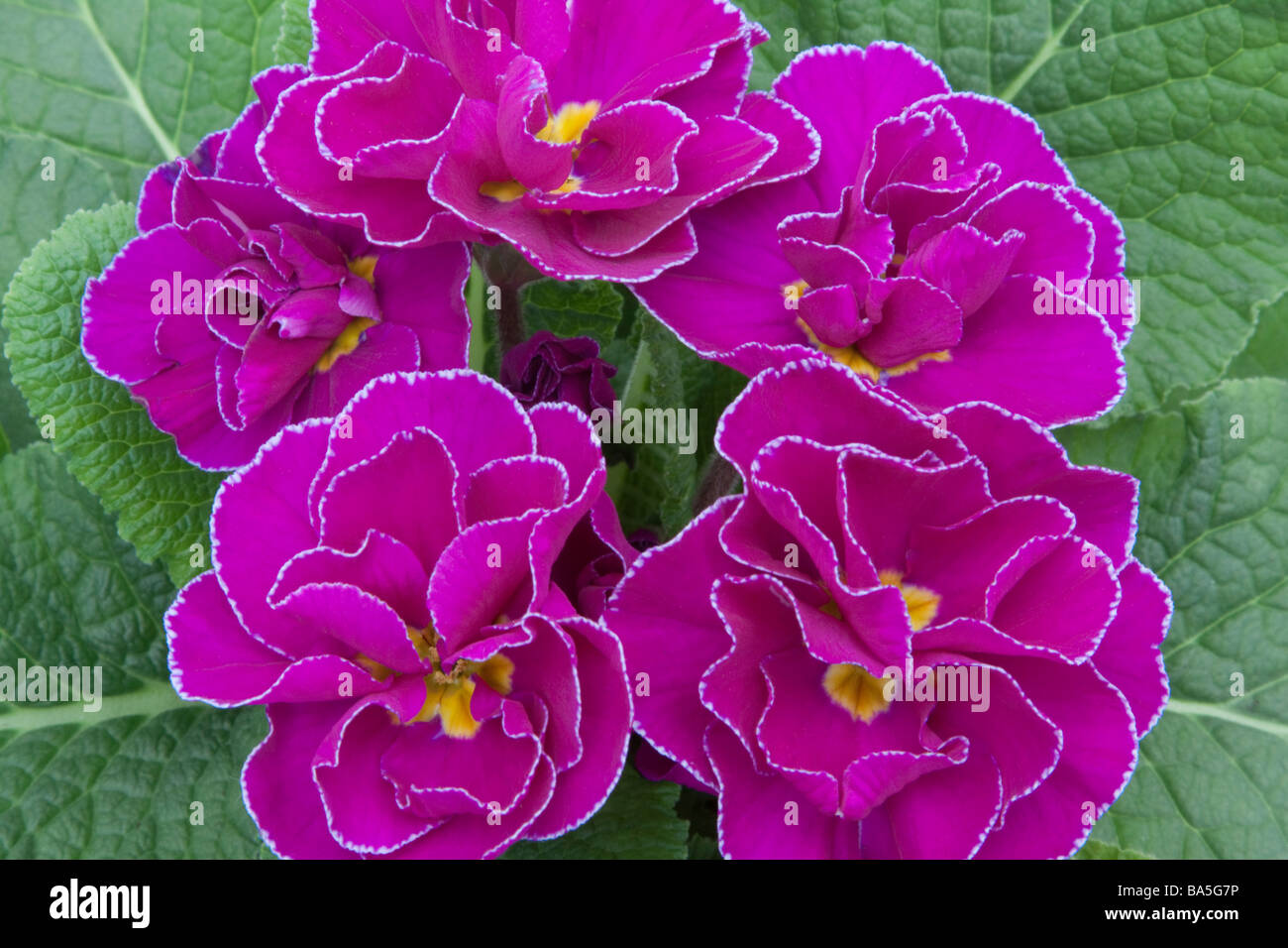Pinky purple hi-res stock photography and images - Alamy