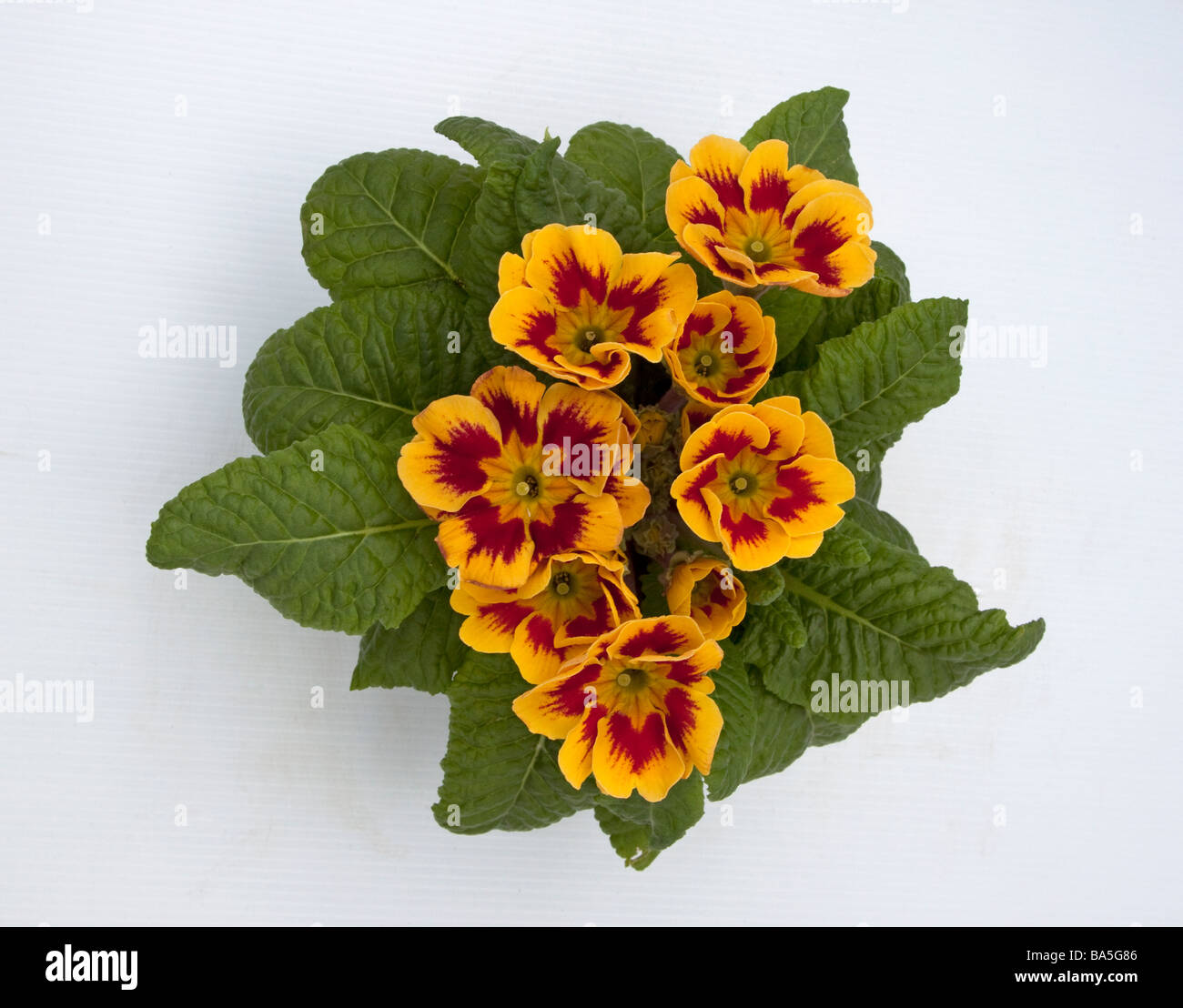 Primrose marietta hi-res stock photography and images - Alamy