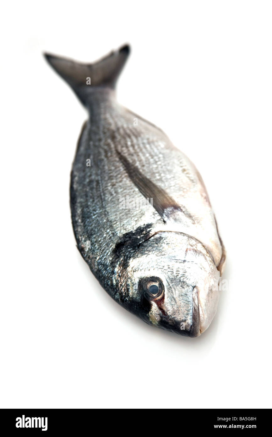 Black sea bream whole isolated on a white studio background Stock Photo ...