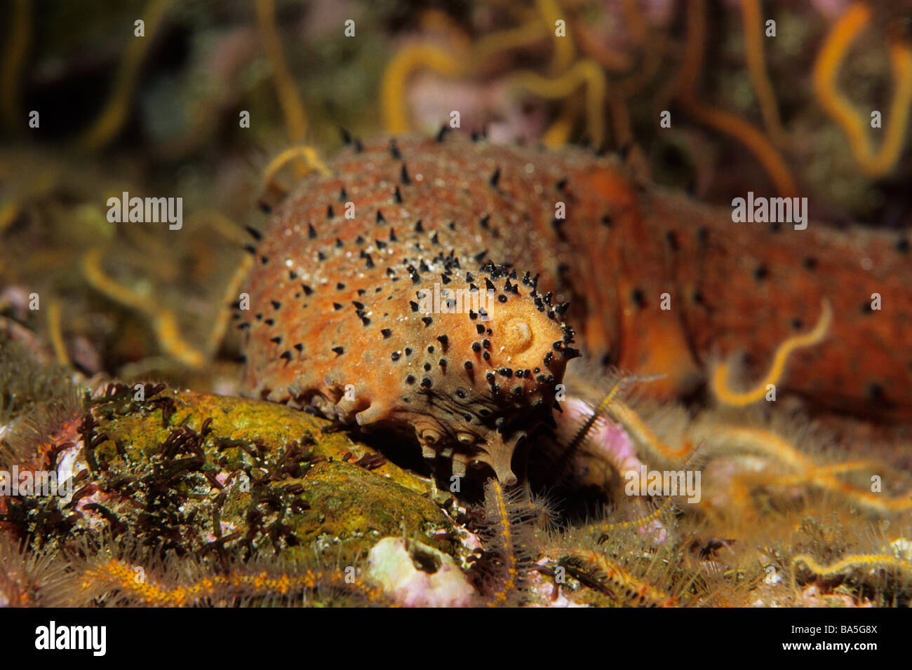 Endoskeleton hi-res stock photography and images - Alamy