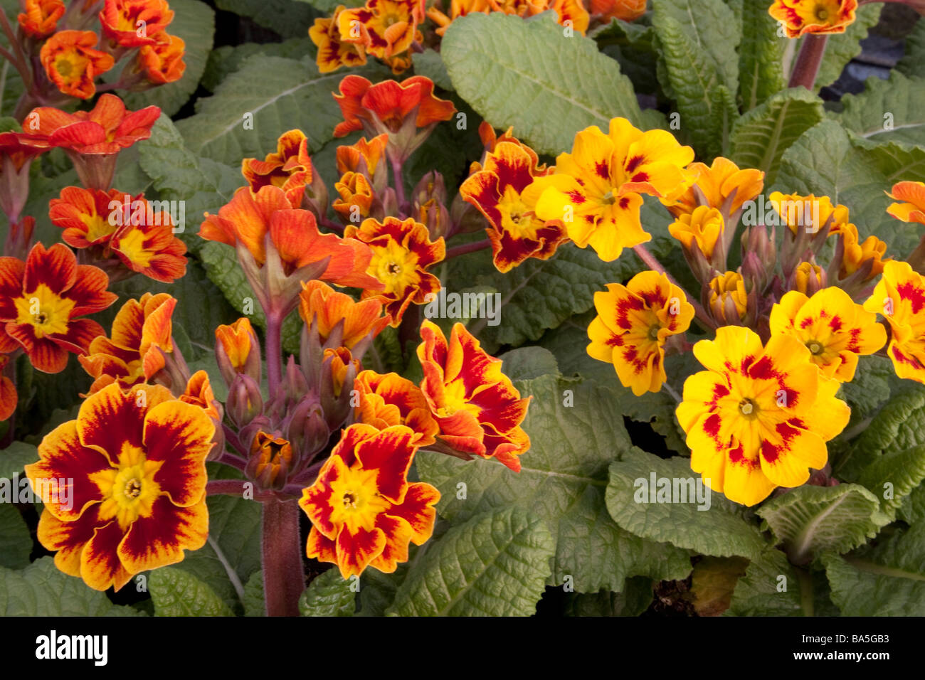 Castillian hi-res stock photography and images - Alamy