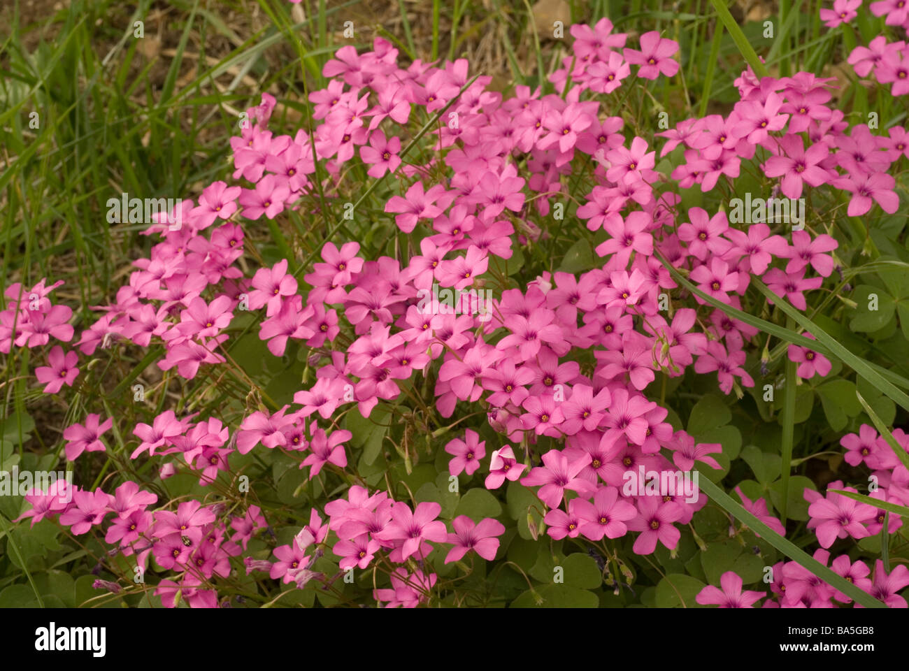 Pink sorrel Acetosella rizomatosa (Oxalis articulata) "Savigny ...