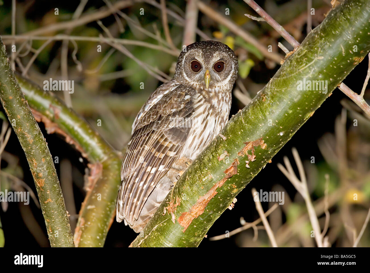 Mottled owl hi-res stock photography and images - Alamy