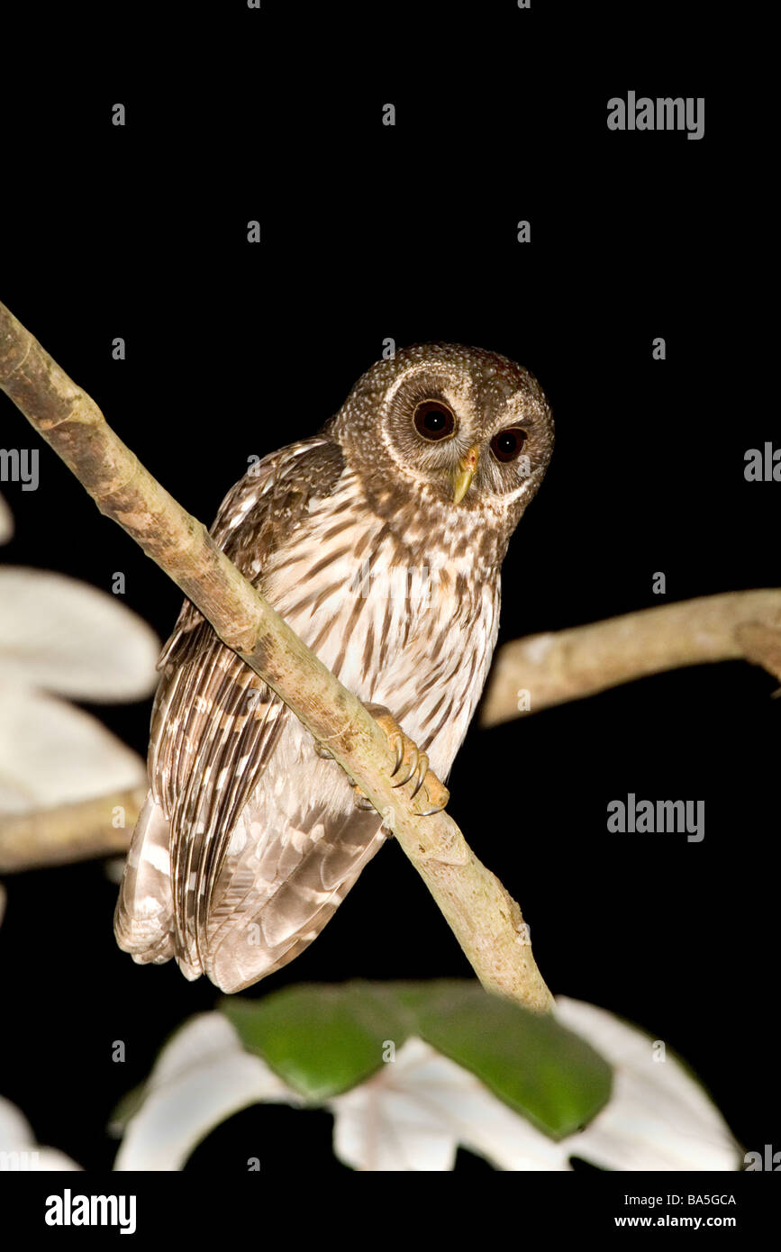Mottled wing feathers hi-res stock photography and images - Alamy