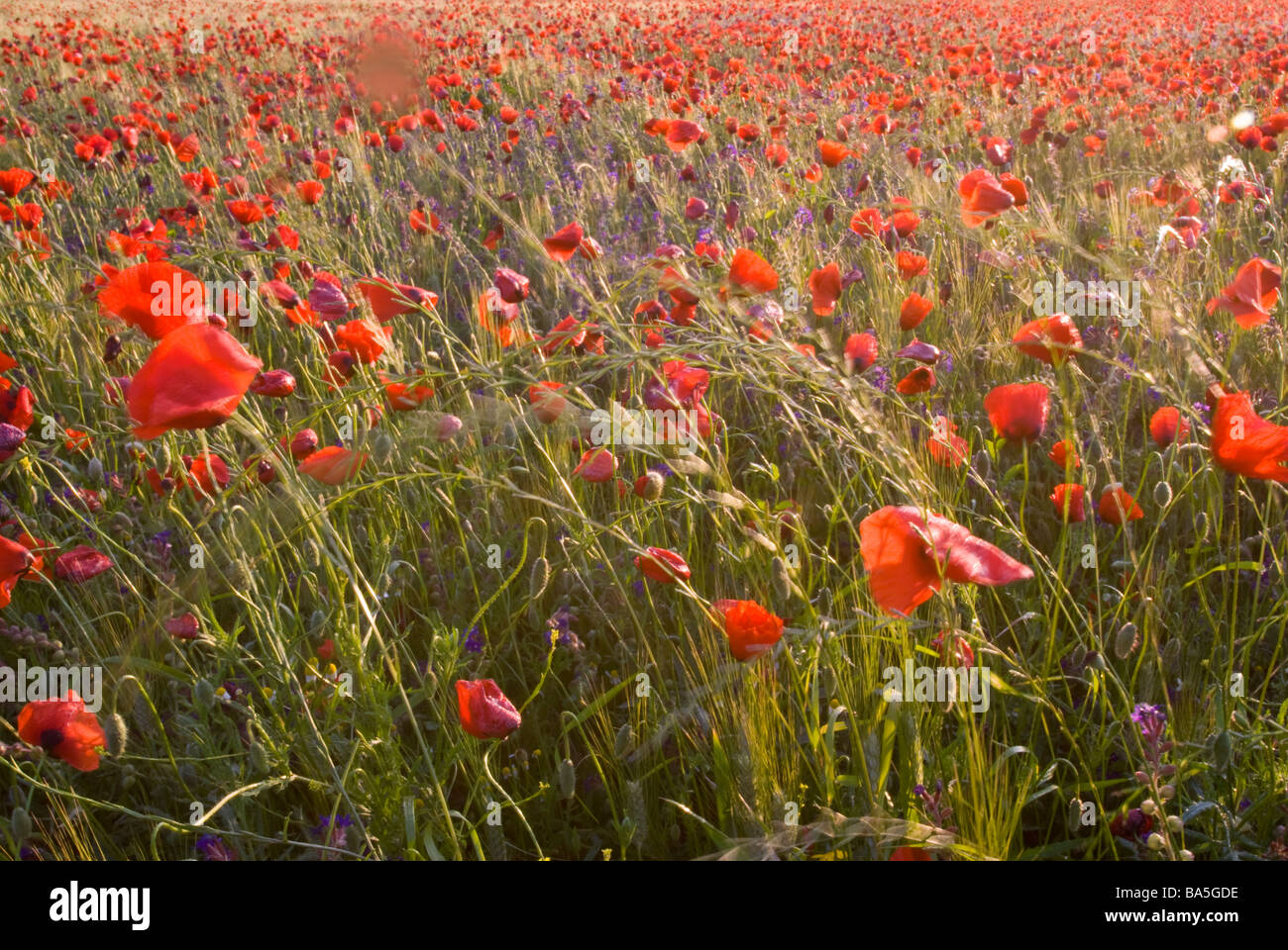 Papaveraceae hi-res stock photography and images - Alamy
