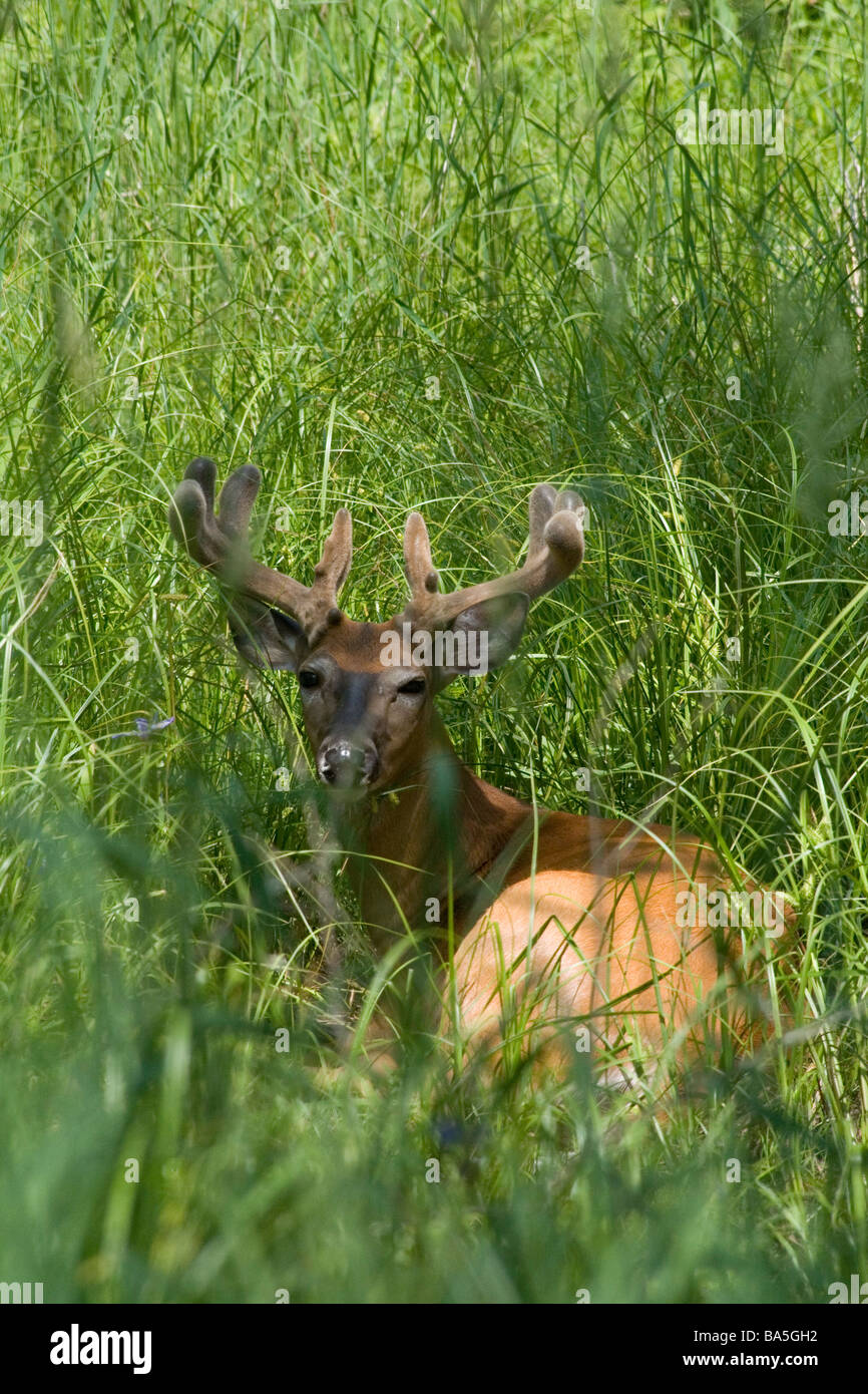 Buck in bed hi-res stock photography and images - Alamy