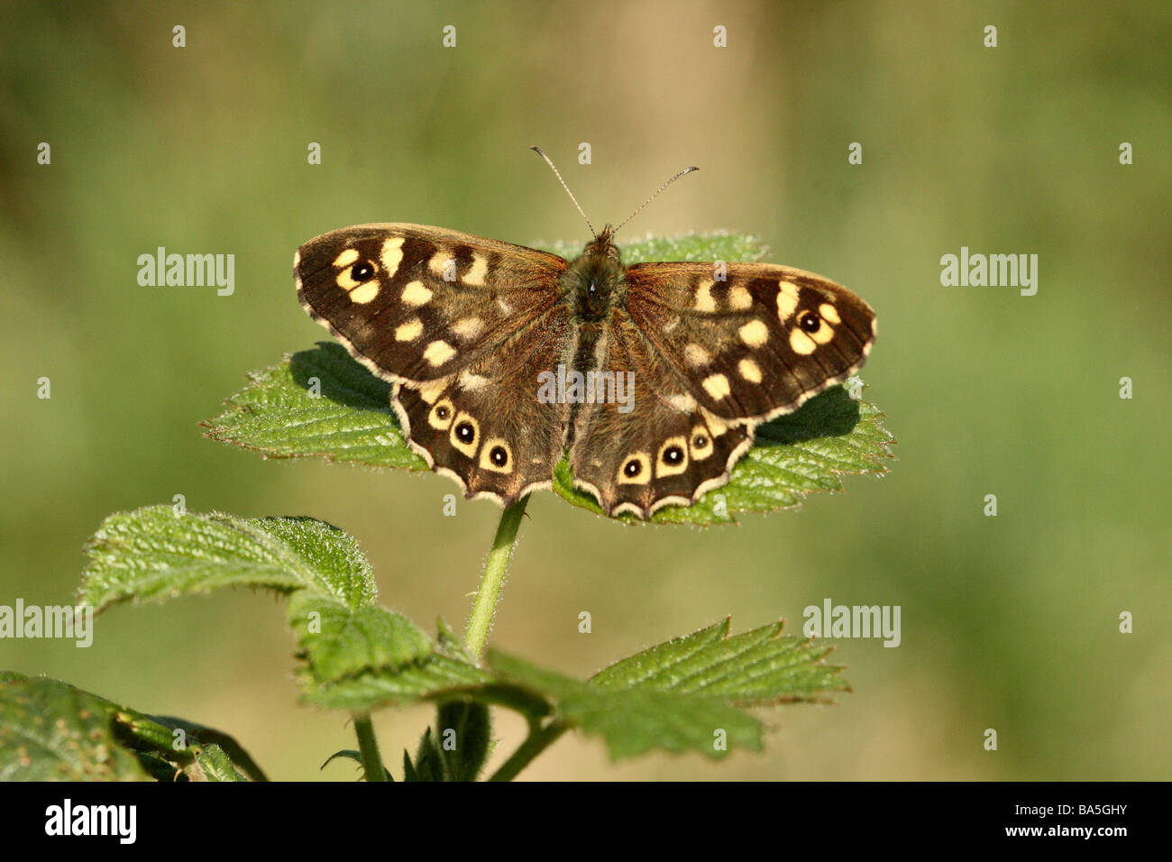 Speckled Wood Butterfly Nymphalidae showing upper wing detail in early ...