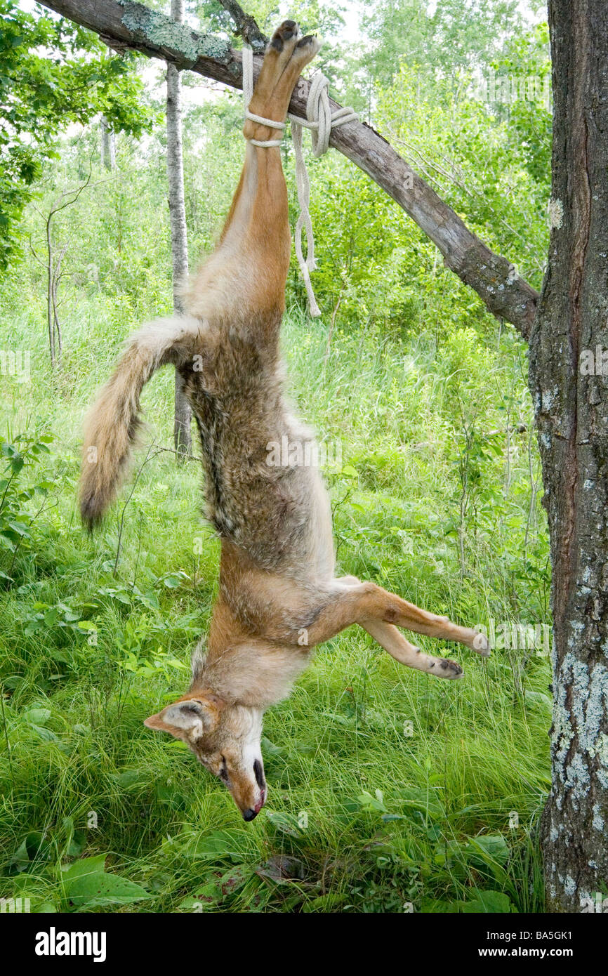 Dead coyote canis latrans hi-res stock photography and images - Alamy