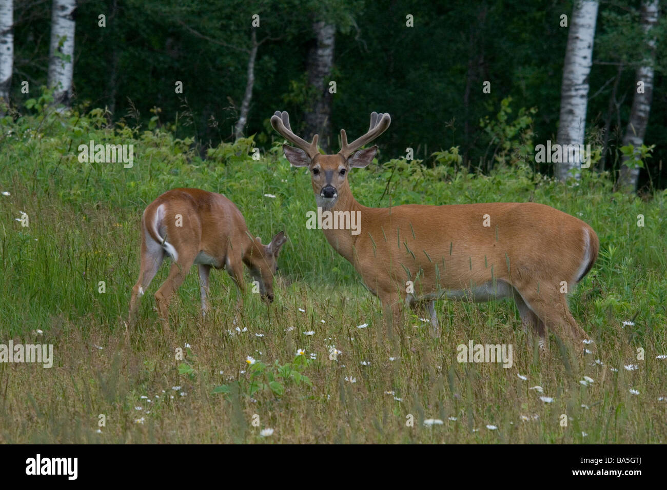 White-tailed deer feeding in a summer field Stock Photo - Alamy